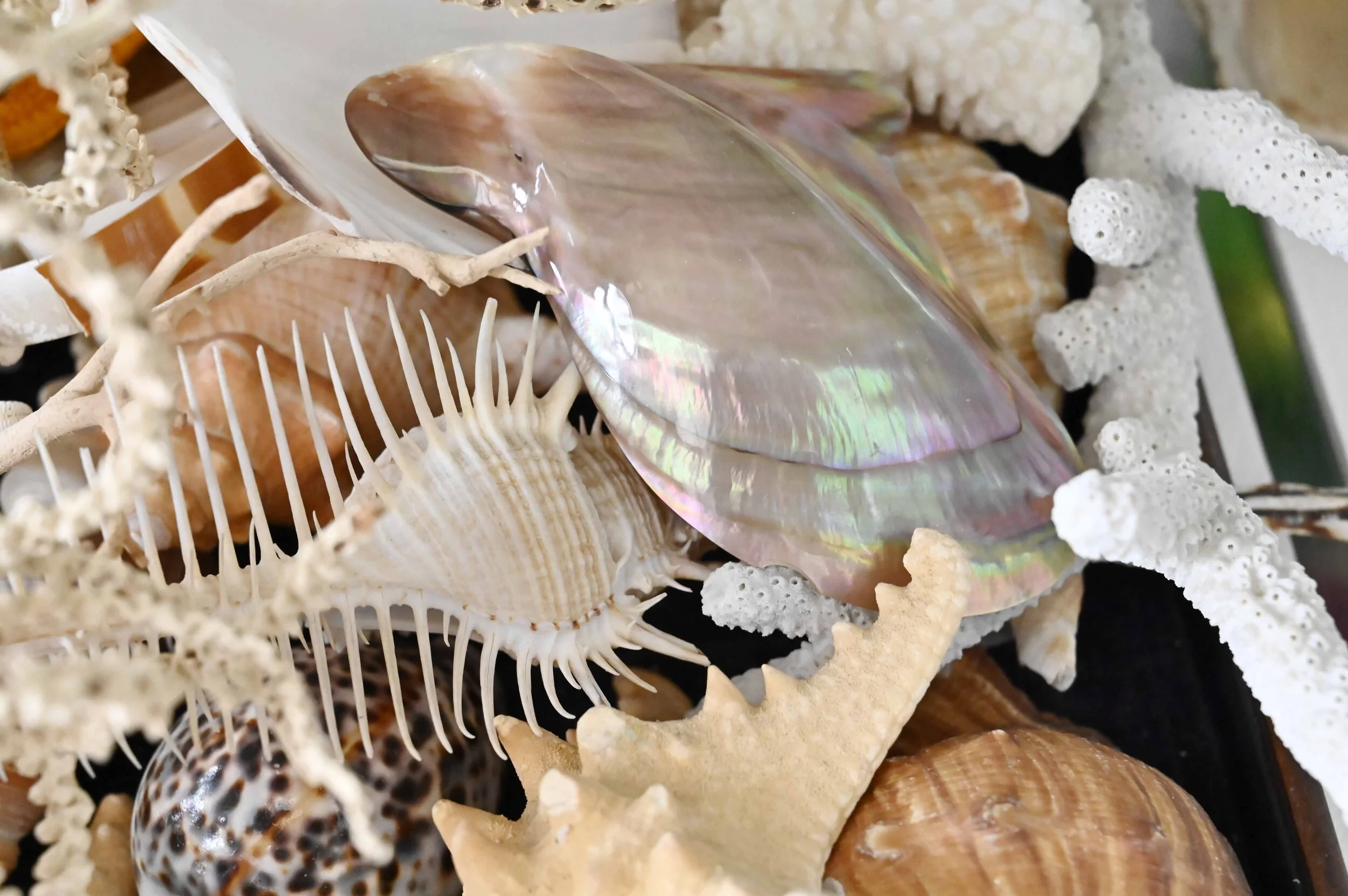 ROCKS, SHELLS + MINERALS — PROP HAUS