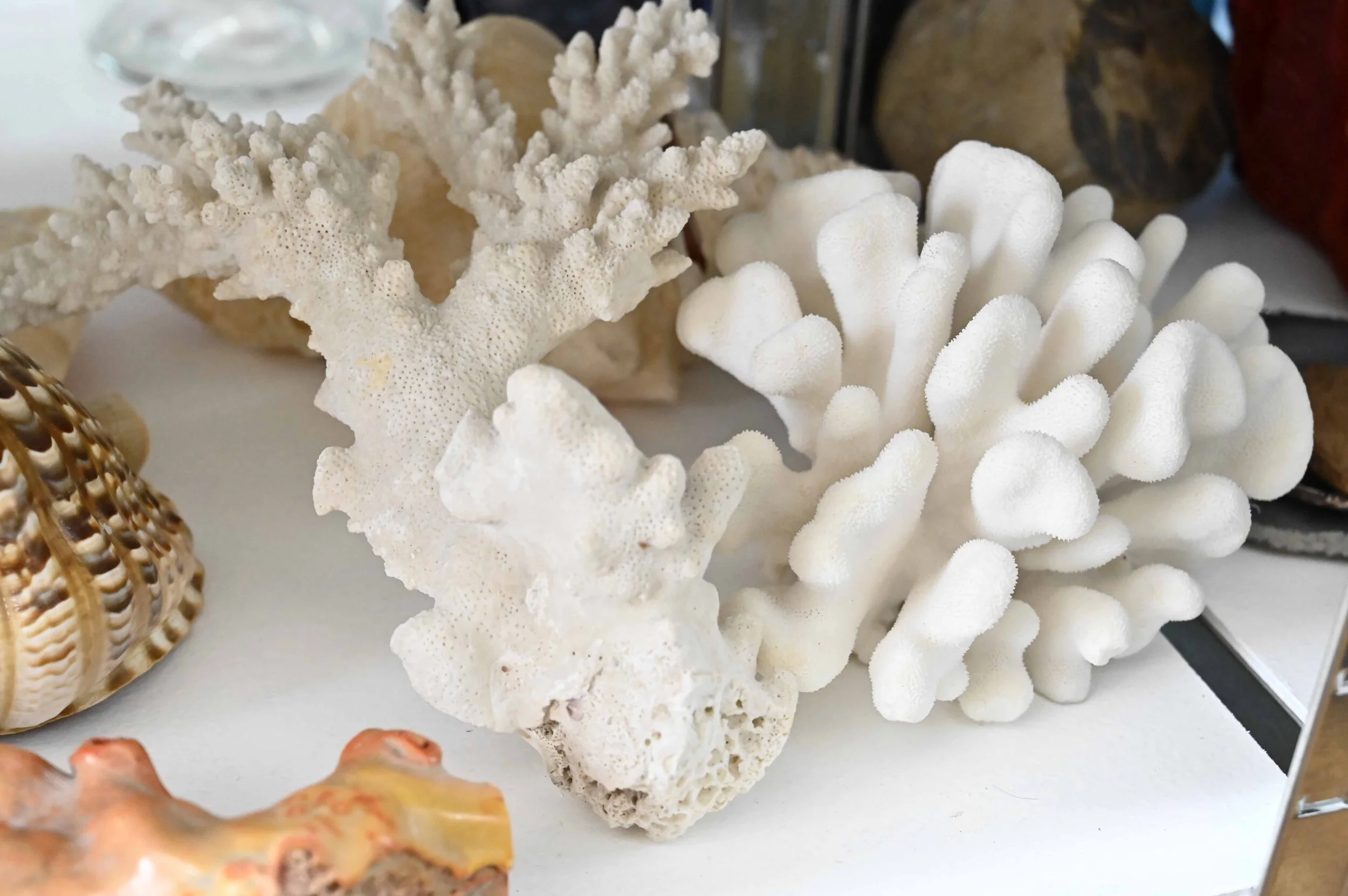 ROCKS, SHELLS + MINERALS — PROP HAUS