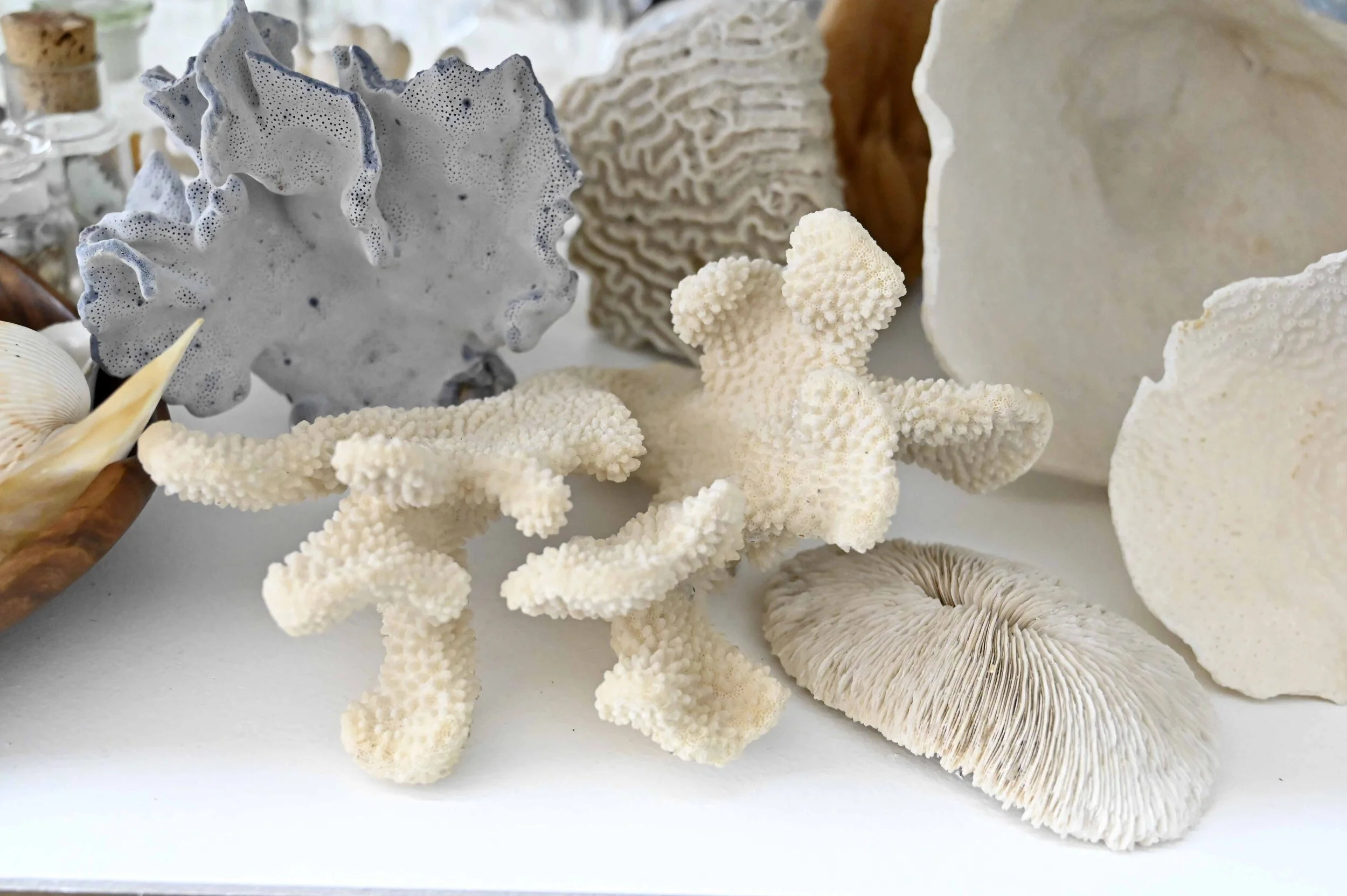 ROCKS, SHELLS + MINERALS — PROP HAUS