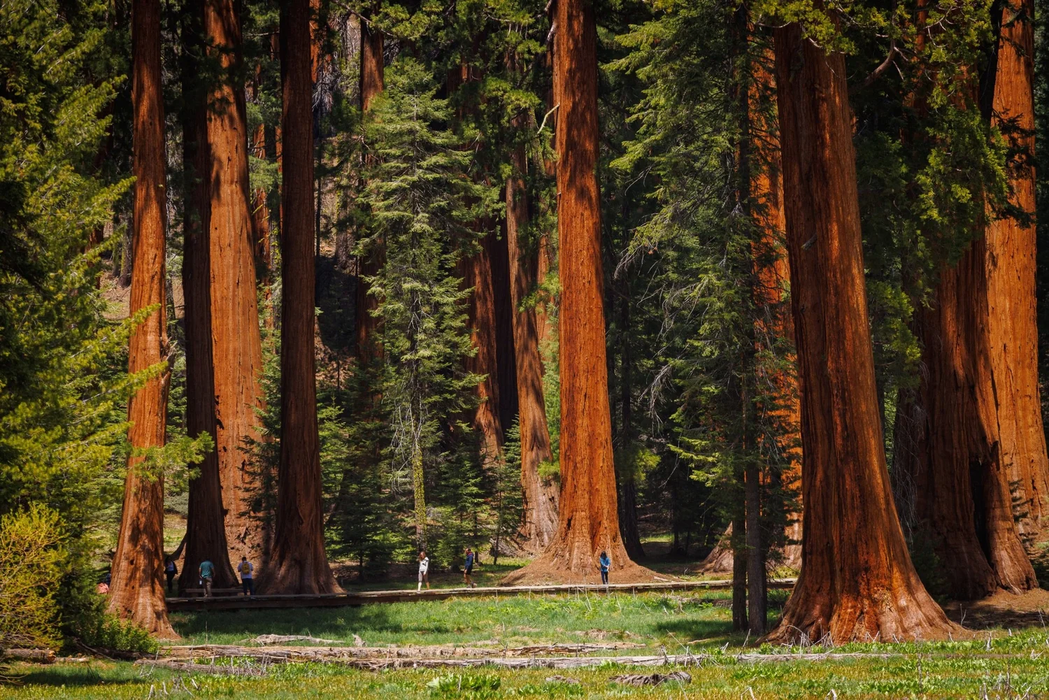 Giant Sequoia