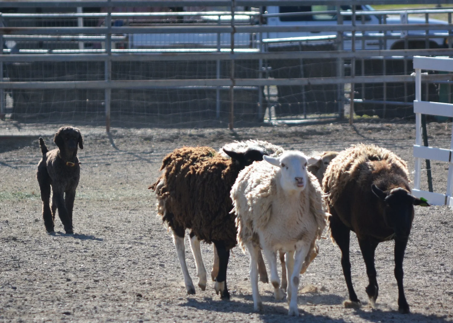 Herding Sheep Information