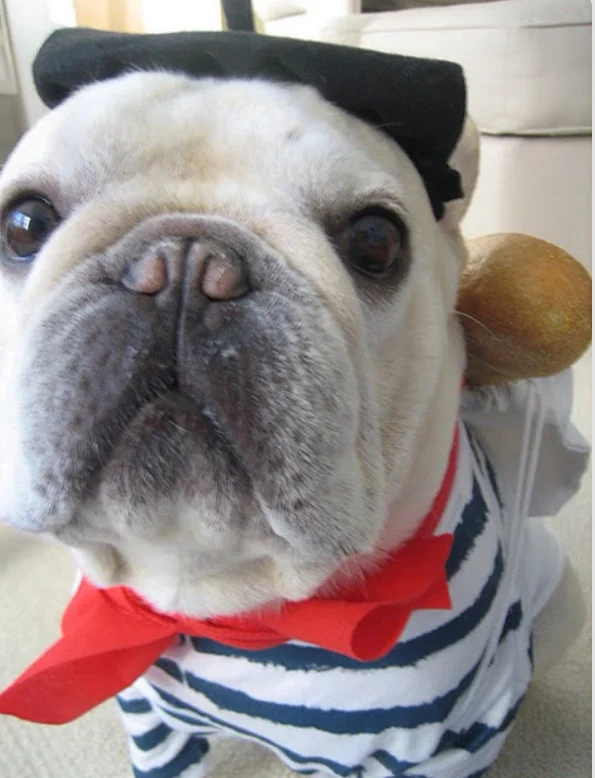 Frenchie Friday! — Happy WifeStyle™