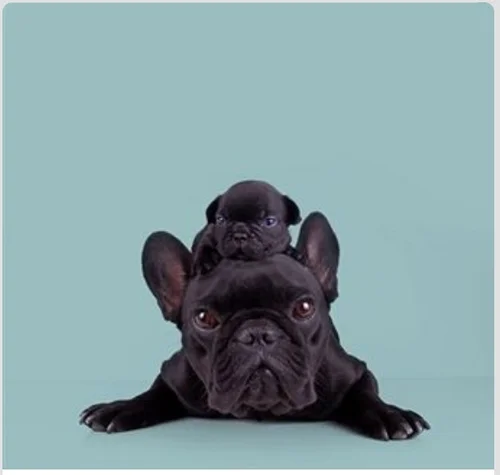 Frenchie Friday! — Happy WifeStyle™