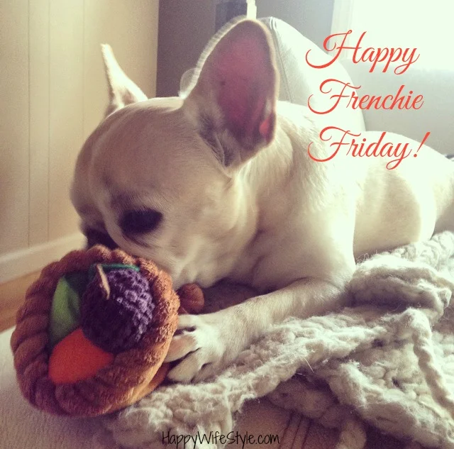 Happy Frenchie Friday! — Happy WifeStyle™