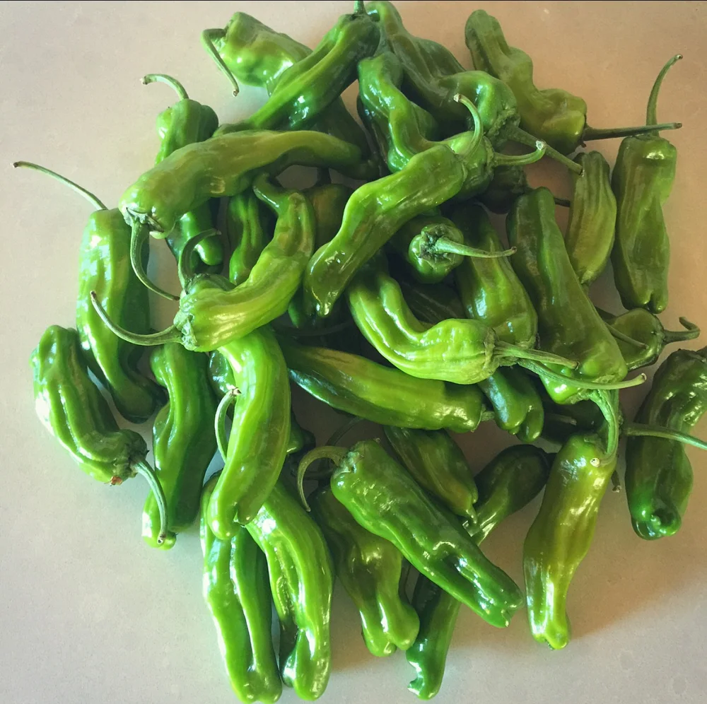 Roasted Shishito Peppers — Happy WifeStyle™