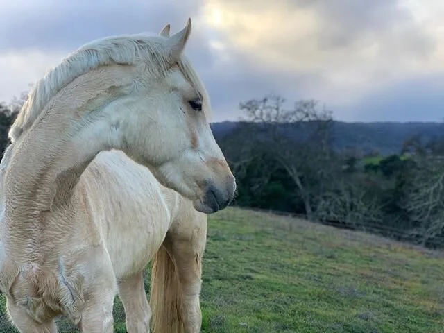 Heather Hill Riding Center | Horseback Riding Lessons | Horse Training ...