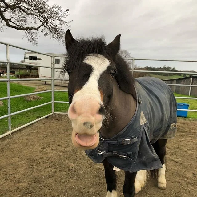 Heather Hill Riding Center | Horseback Riding Lessons | Horse Training ...