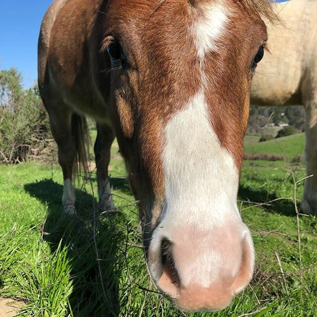 Heather Hill Riding Center | Horseback Riding Lessons | Horse Training ...
