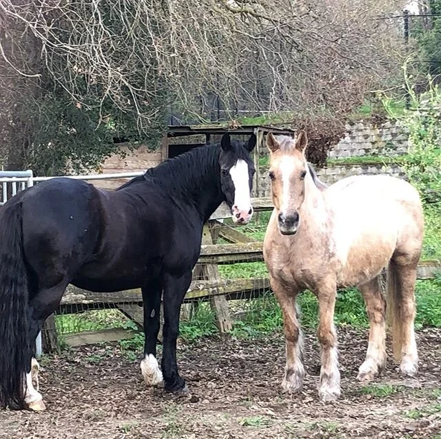 Heather Hill Riding Center | Horseback Riding Lessons | Horse Training ...