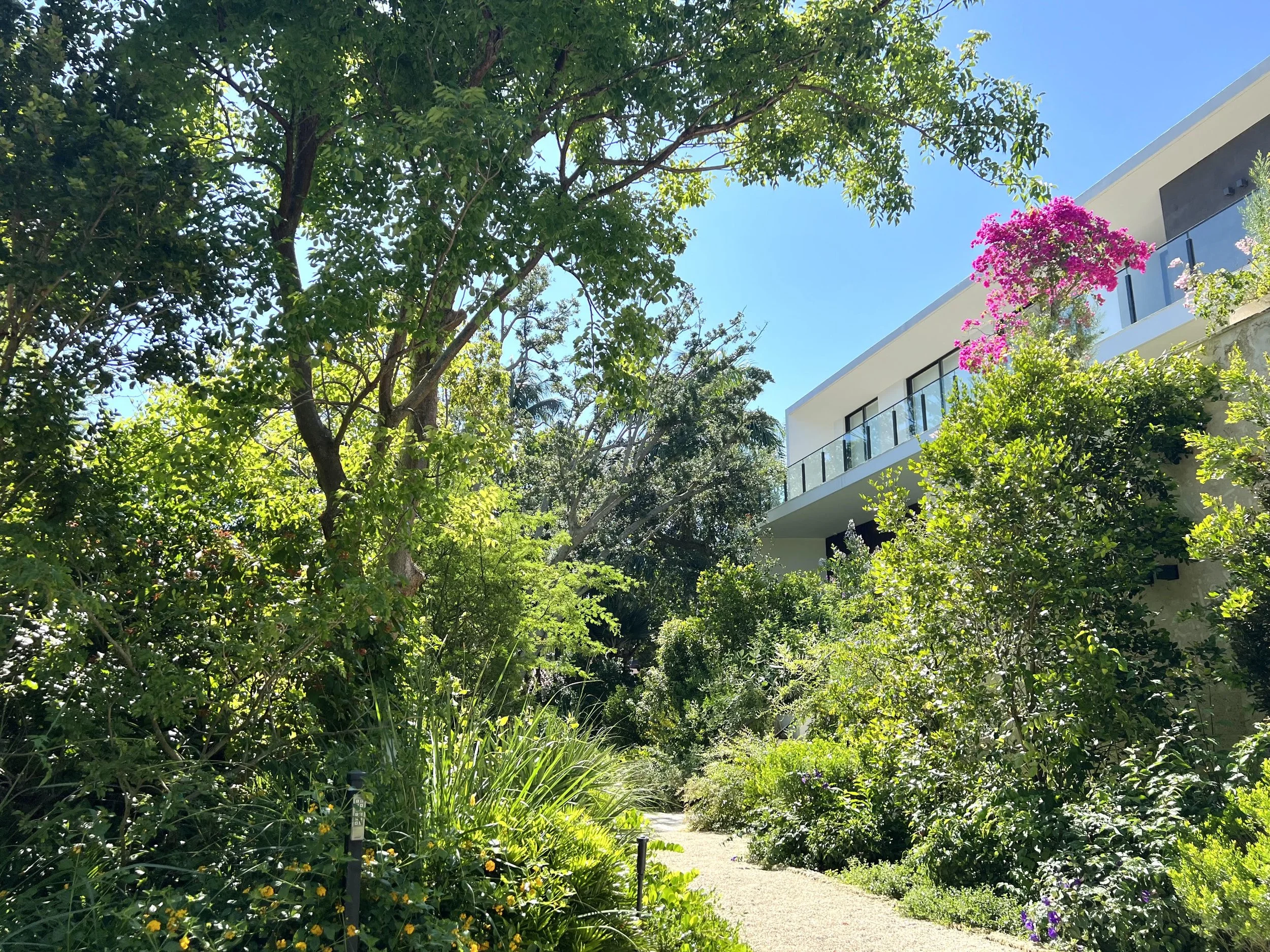 Coconut Grove wild daydream — La Casona Garden