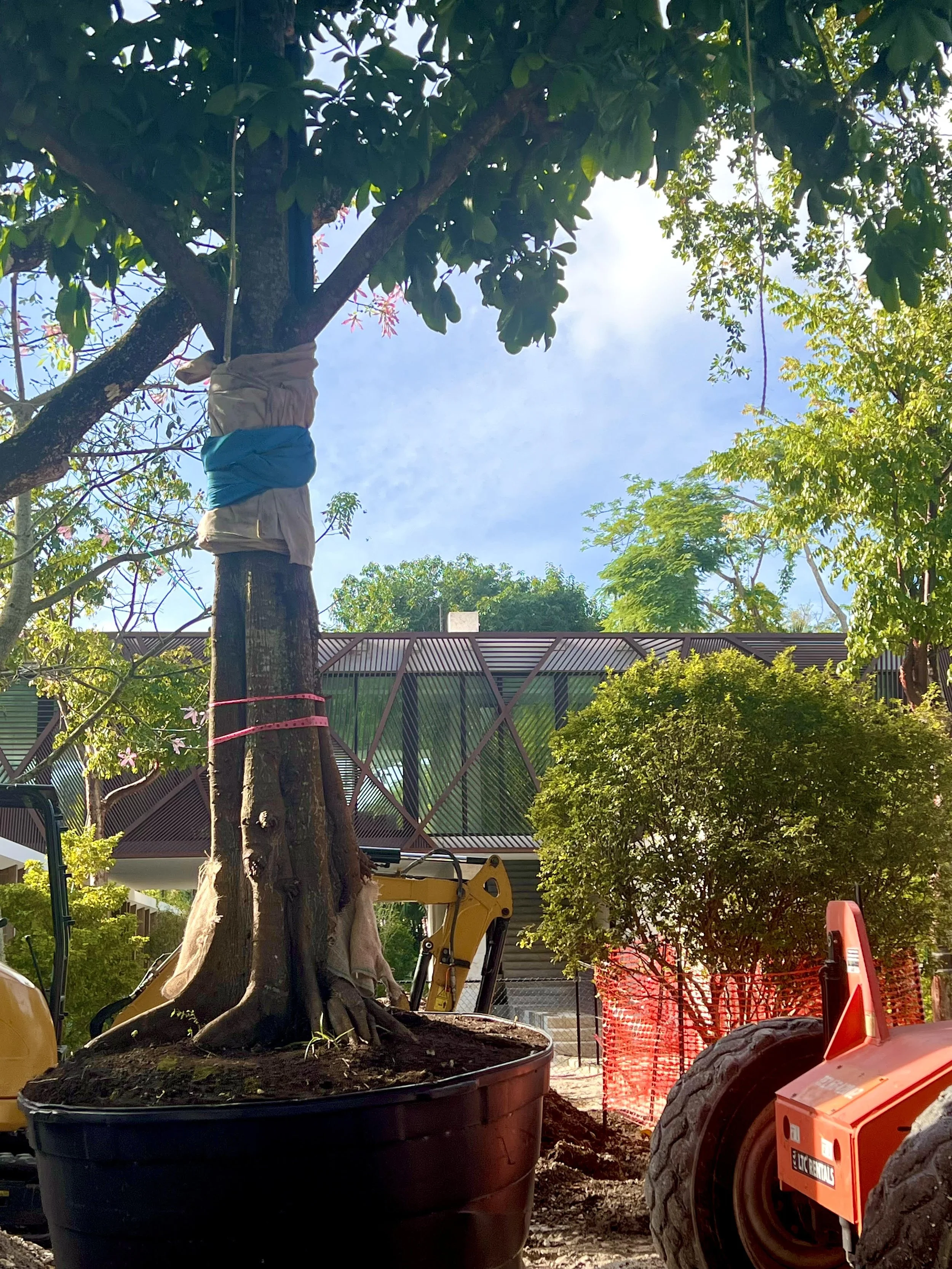 Coconut Grove: Arboles Diosas , amor y magia — La Casona Garden