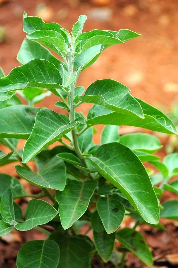 Ashwagandha Tree