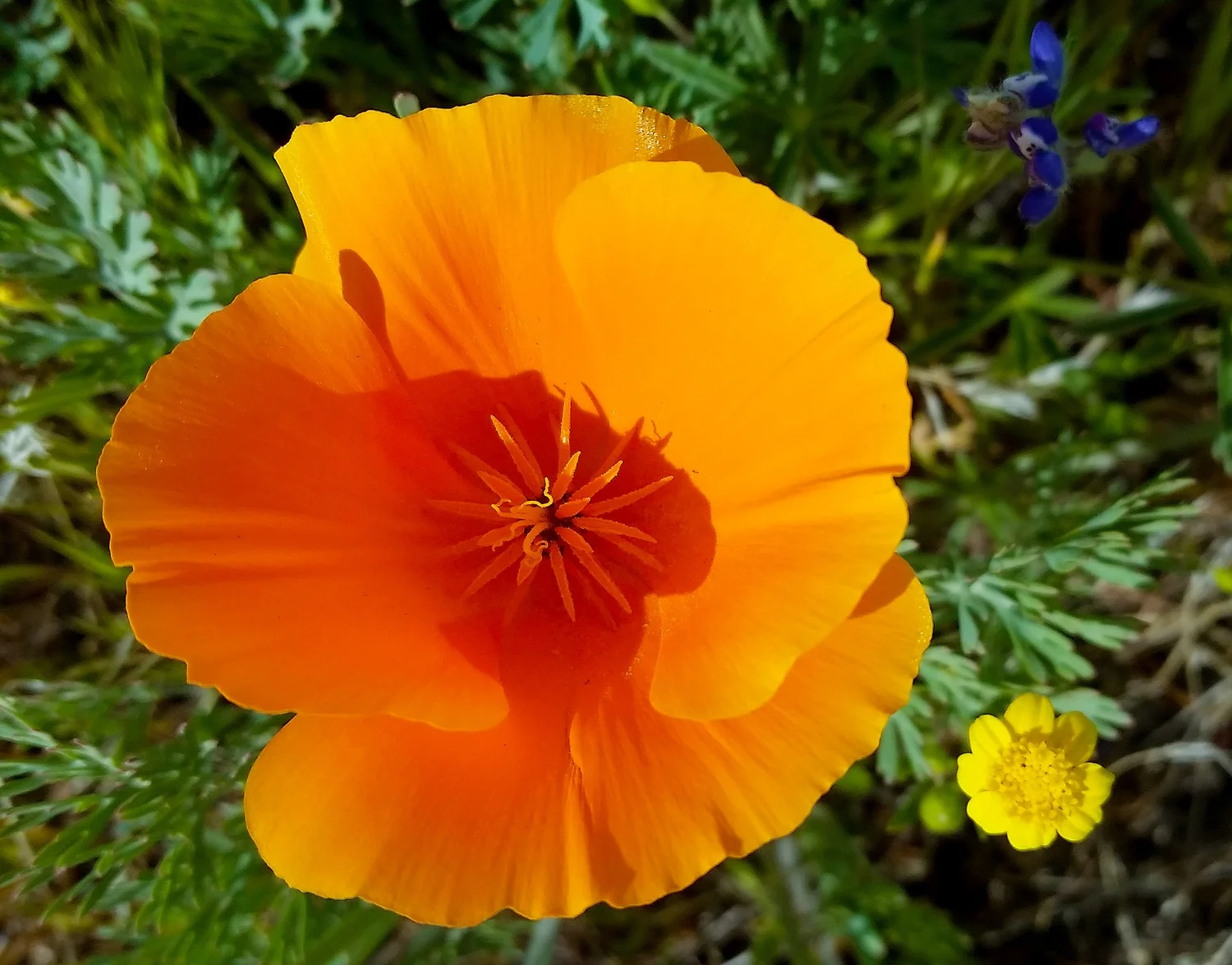 Golden Poppy Californias State Flower