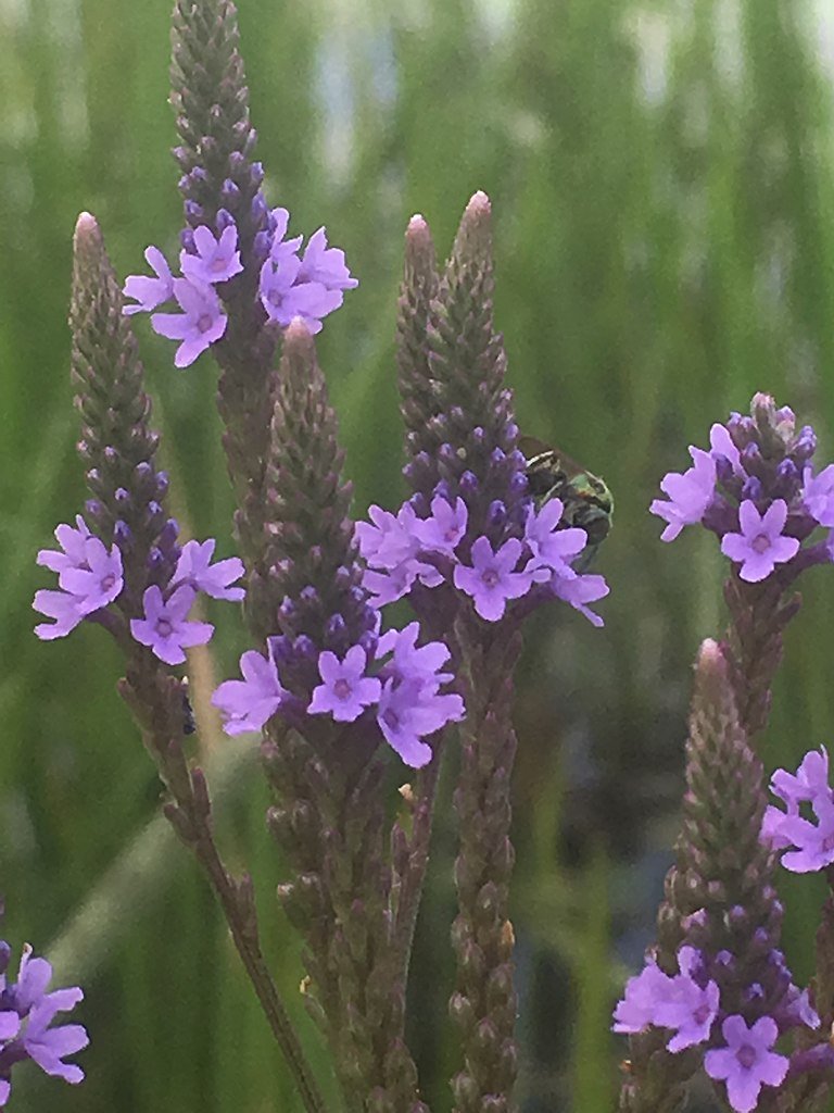 Vervain Flower