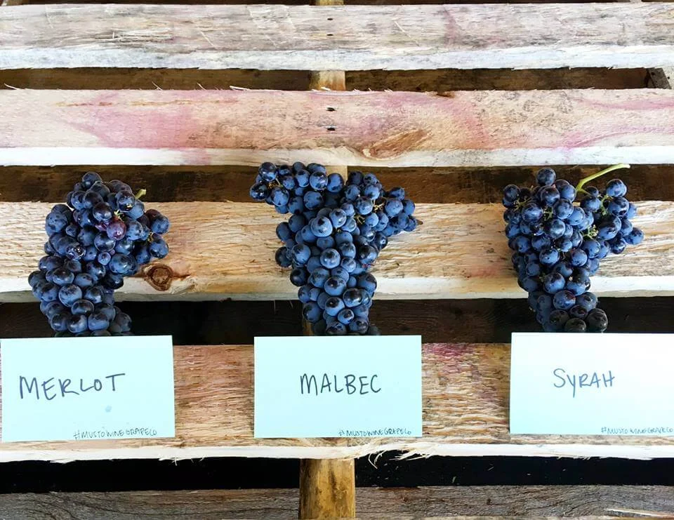 58: Christina Musto - Musto Wine Grape Company — Inside Winemaking