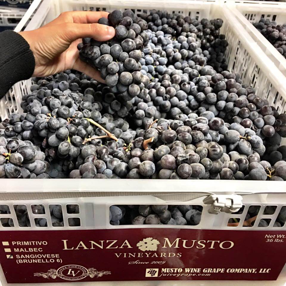 58: Christina Musto - Musto Wine Grape Company — Inside Winemaking
