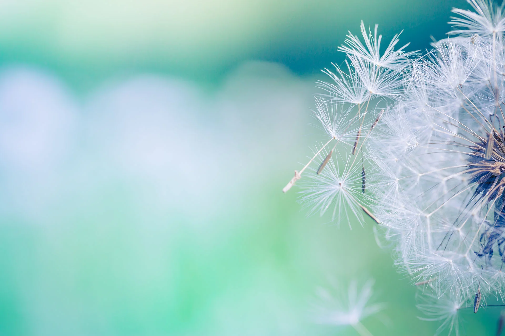 Digestive/ Autoimmune Disease — Spring Health - Ballarat Acupuncture ...