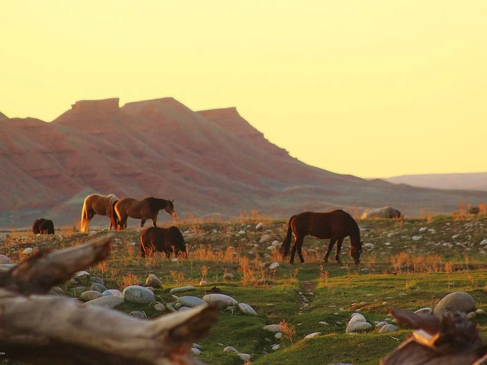 Horse Riding Trips, Vacations, and Holidays in the USA — Equescapes ...