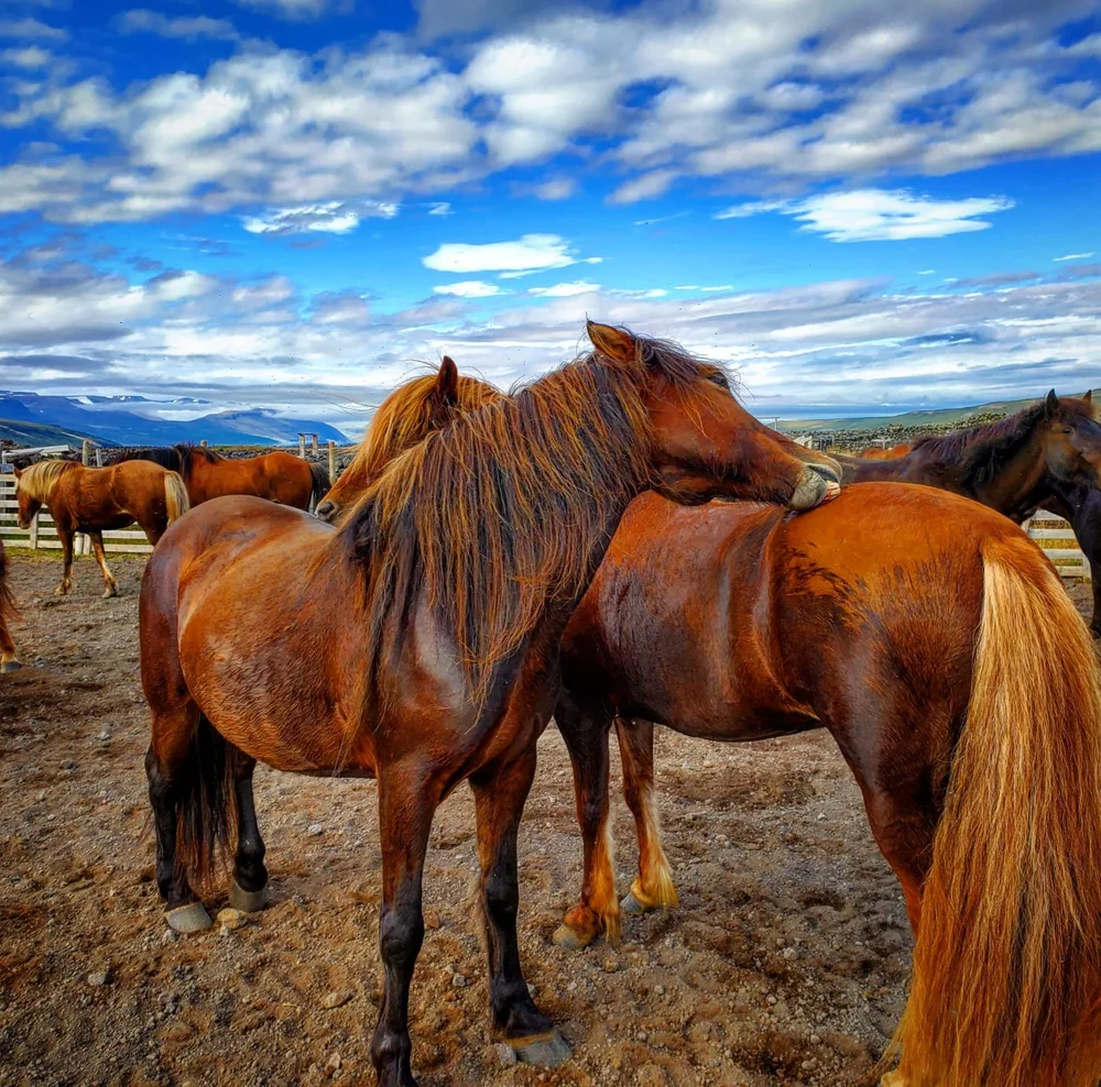 Iceland Horse Trek - Saltvik Tour — Equescapes Equestrian Adventures