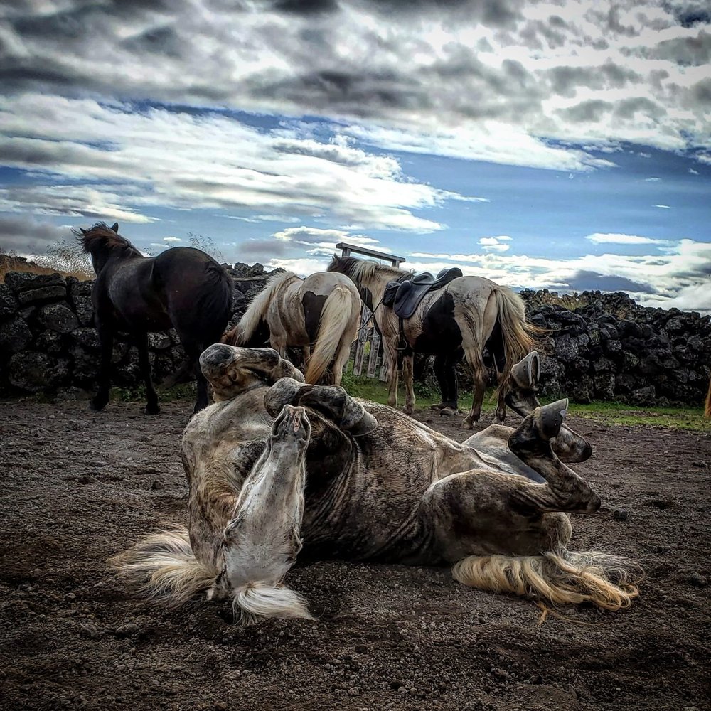 Iceland Horse Trek - Saltvik Tour — Equescapes Equestrian Adventures