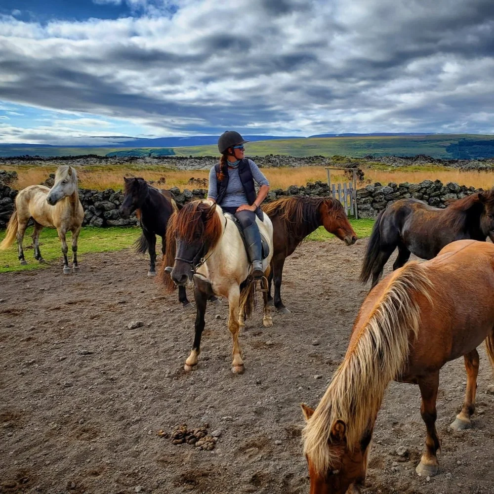 Iceland Horse Trek - Saltvik Tour — Equescapes Equestrian Adventures