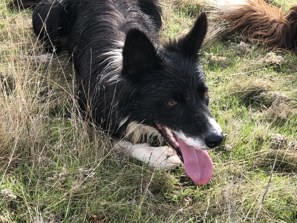 Are Border Collies Neurotic