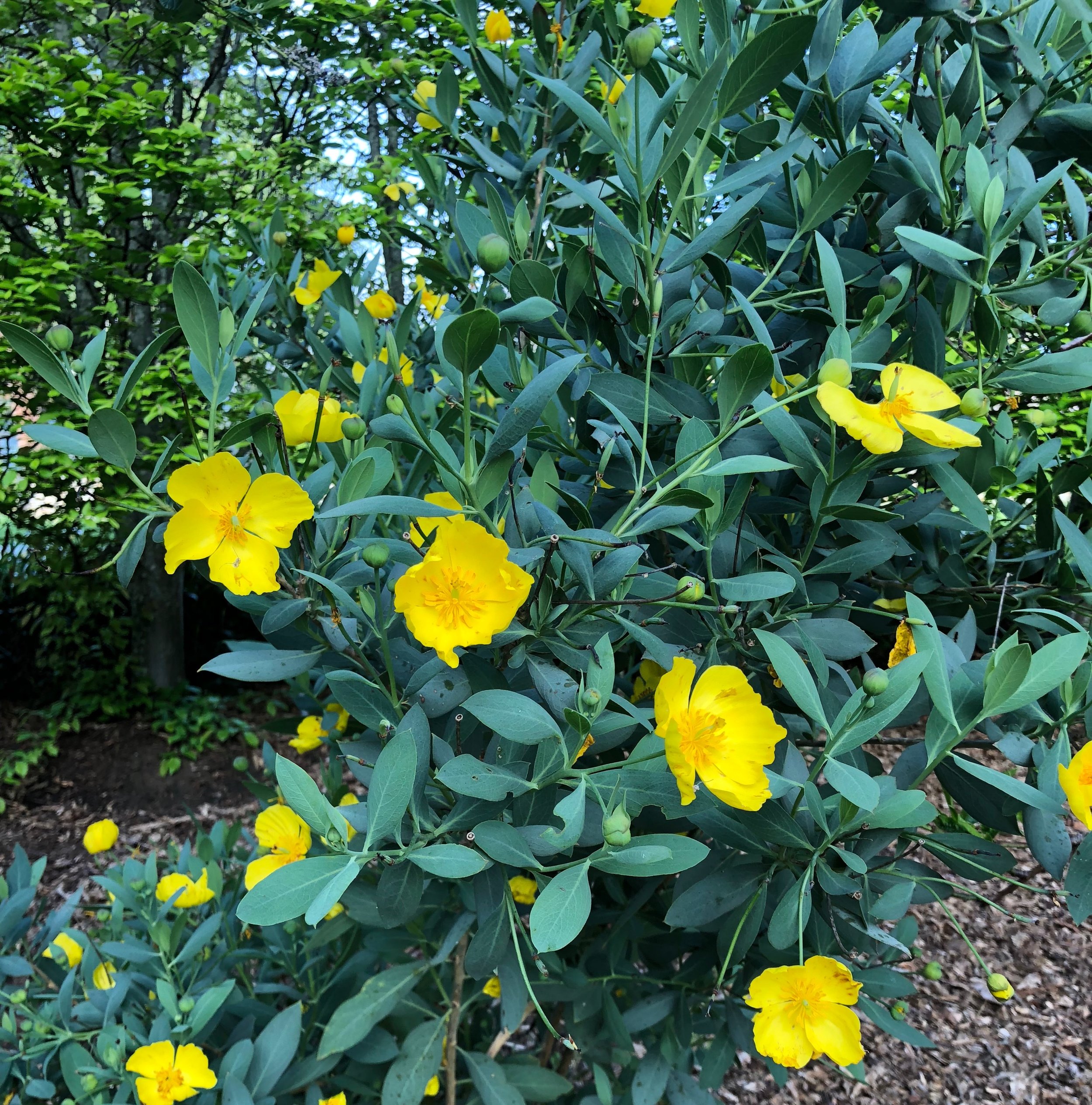 Diana's Garden — Hillsborough Garden Club