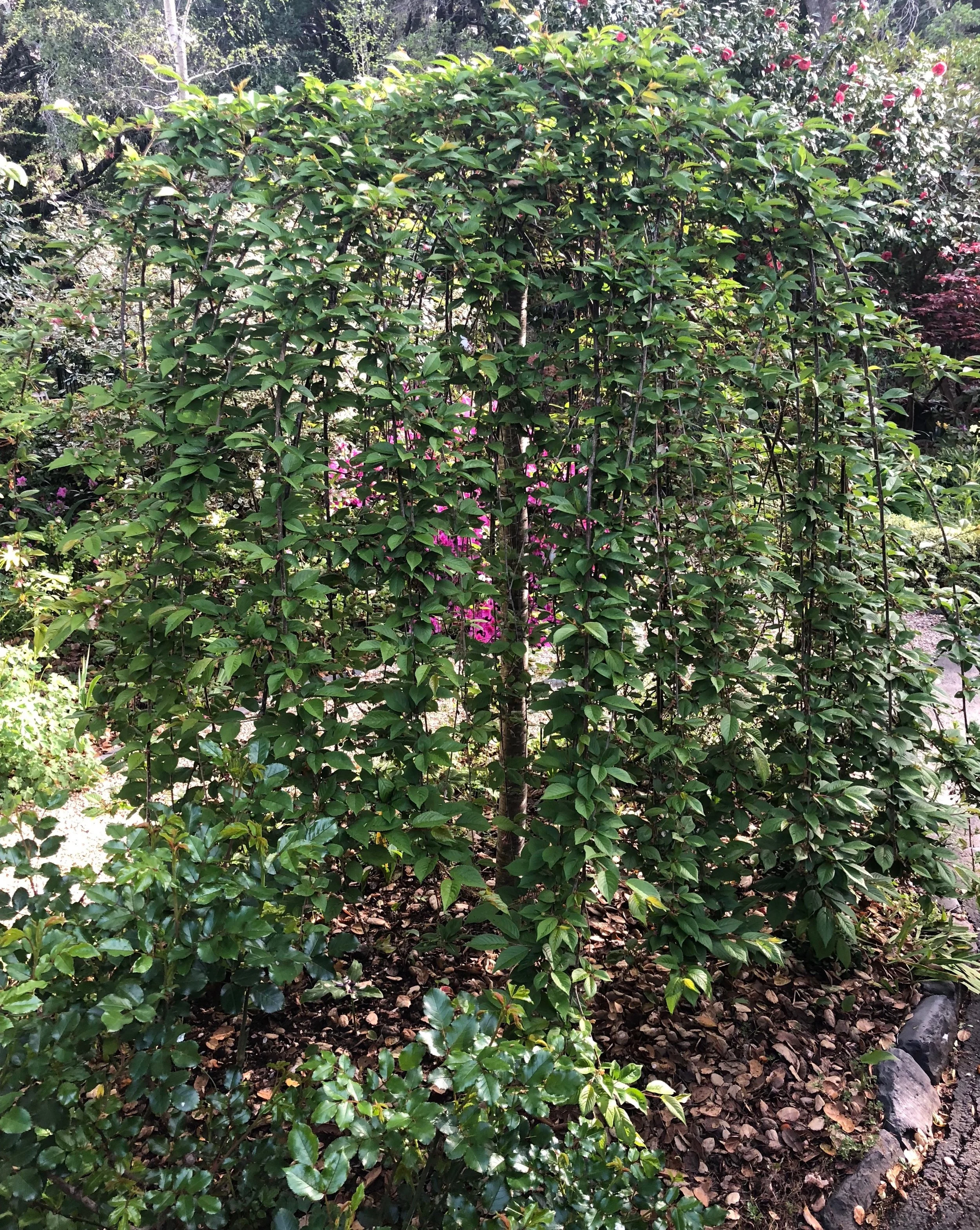 Susan's Garden — Hillsborough Garden Club