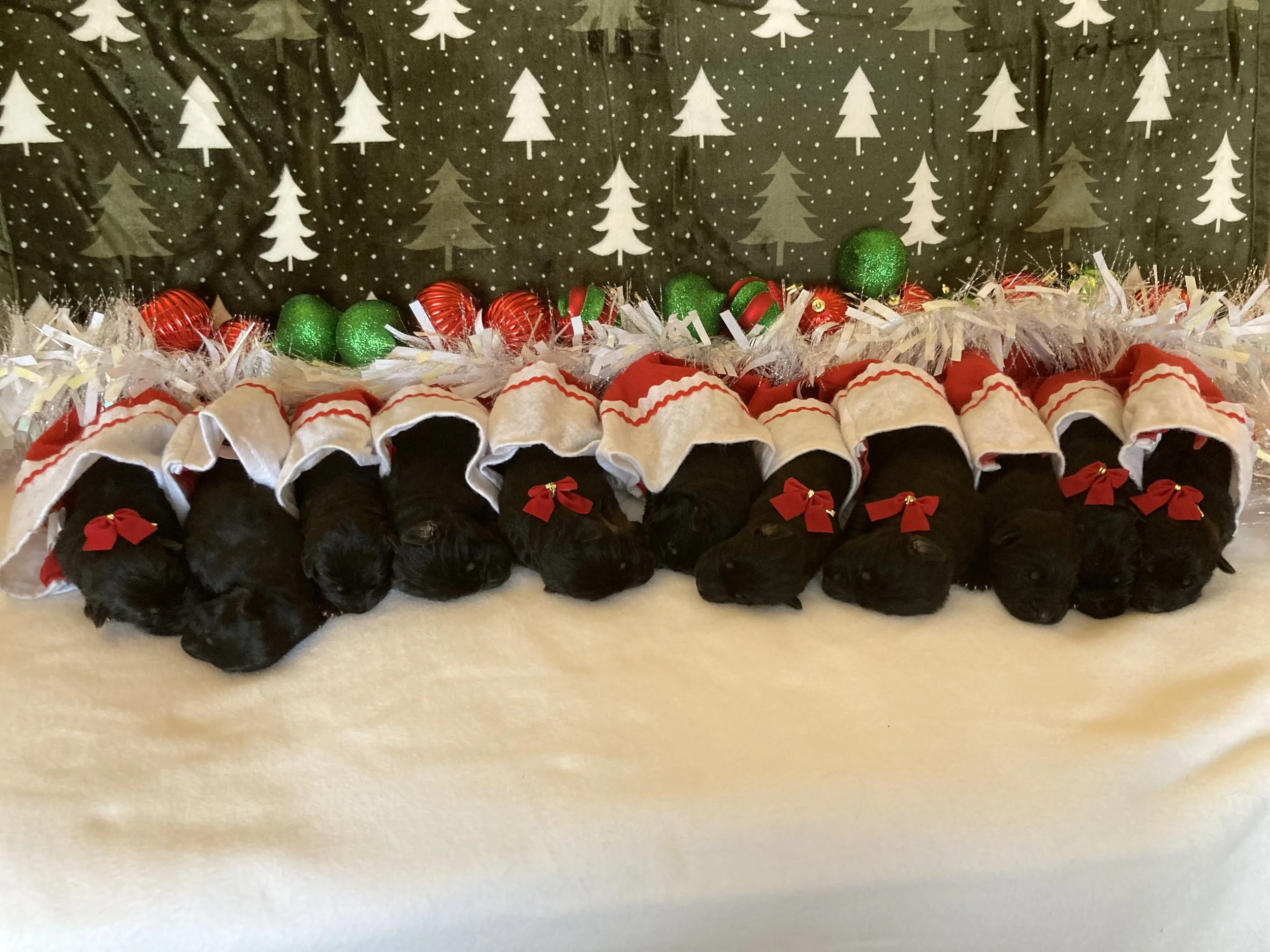 Silver Knight German Shepherds - Crowned with Nobility