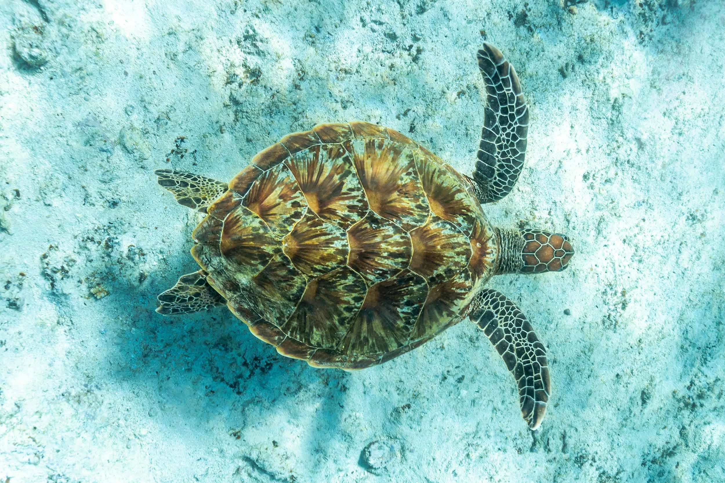 Multi Towel-Green Sea Turtle — RAW EDGE PHOTOGRAPHY