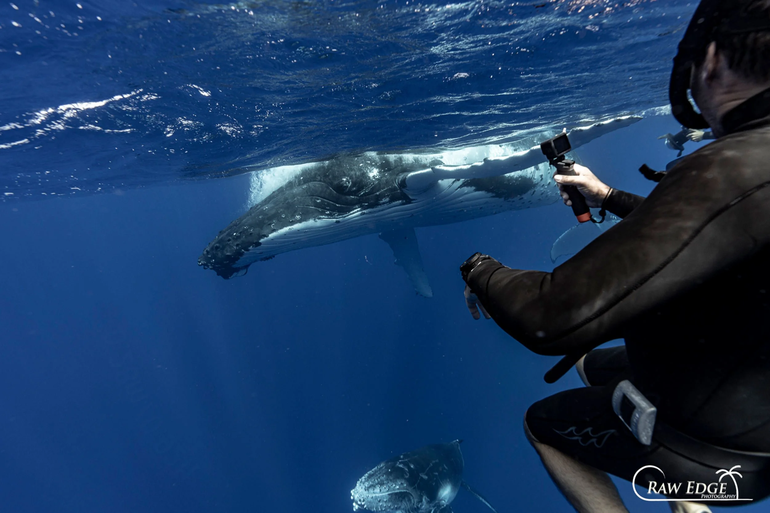 Tonga trip details — RAW EDGE PHOTOGRAPHY