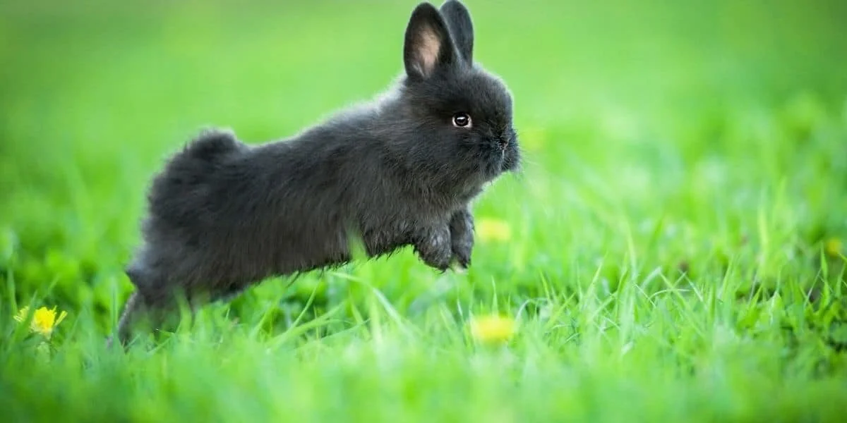 Habit rabbit — DBT Ventures