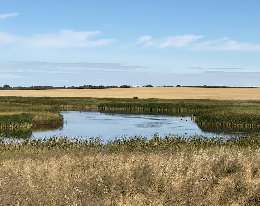 Ward 9 Communities — Ward 9 Great Neighbourhoods Calgary – Gian-Carlo Carra