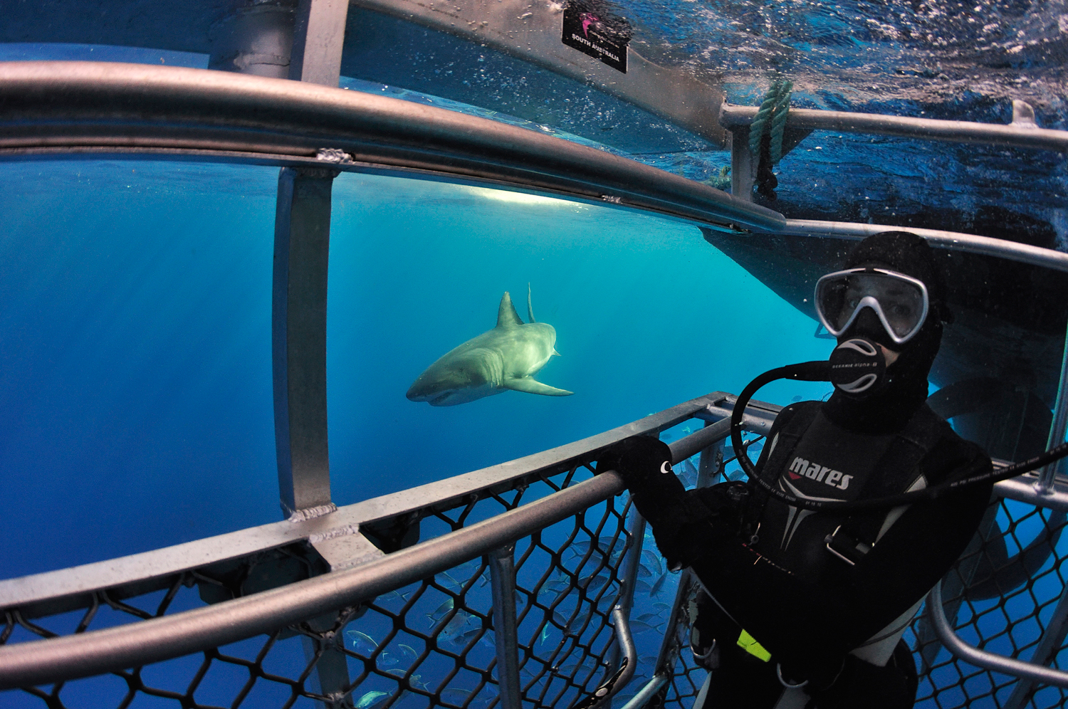 Positive Change for Marine Life | Marine Conservation Through ...