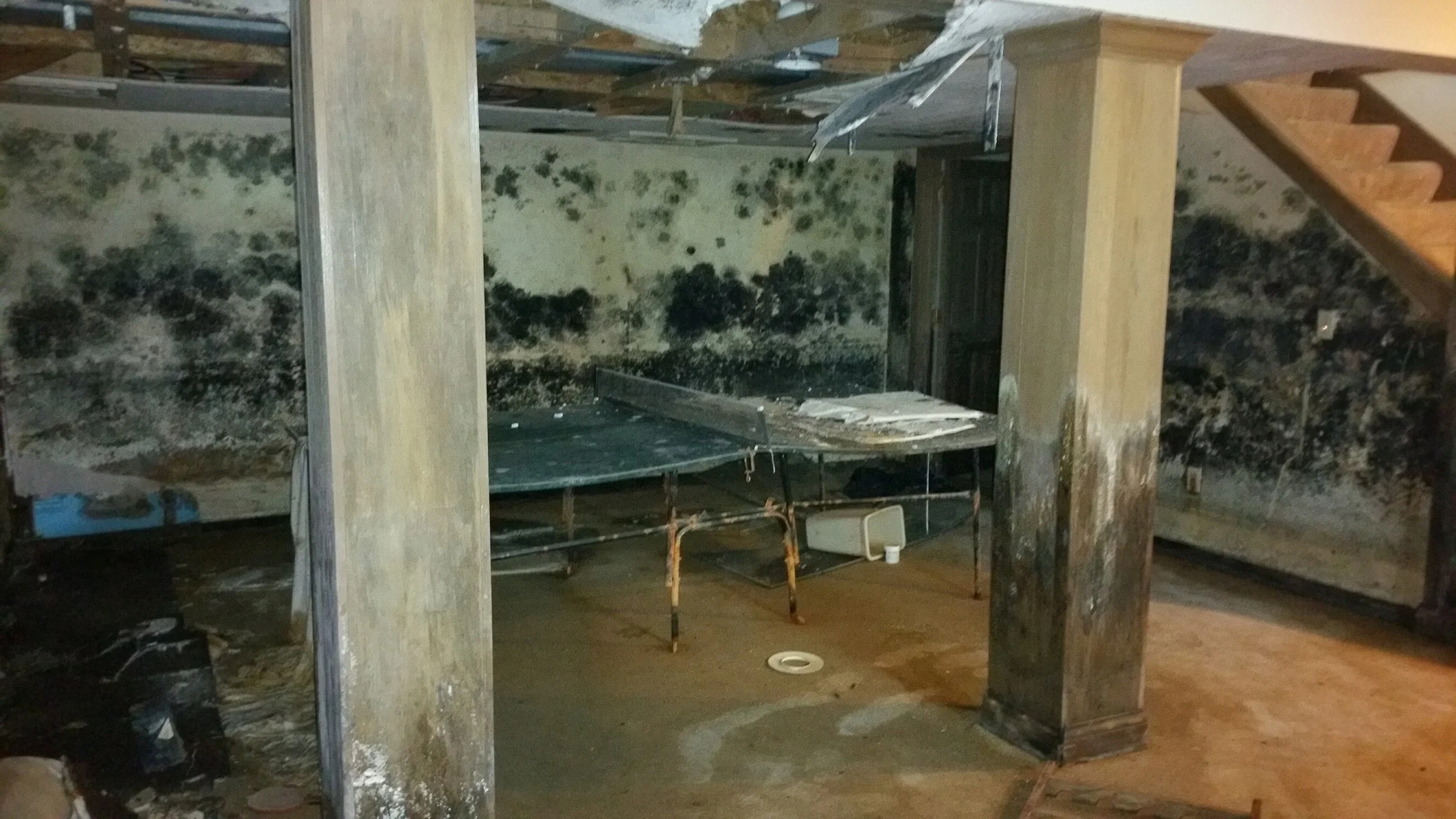 Mold — Mold N' More Decontamination, LLC