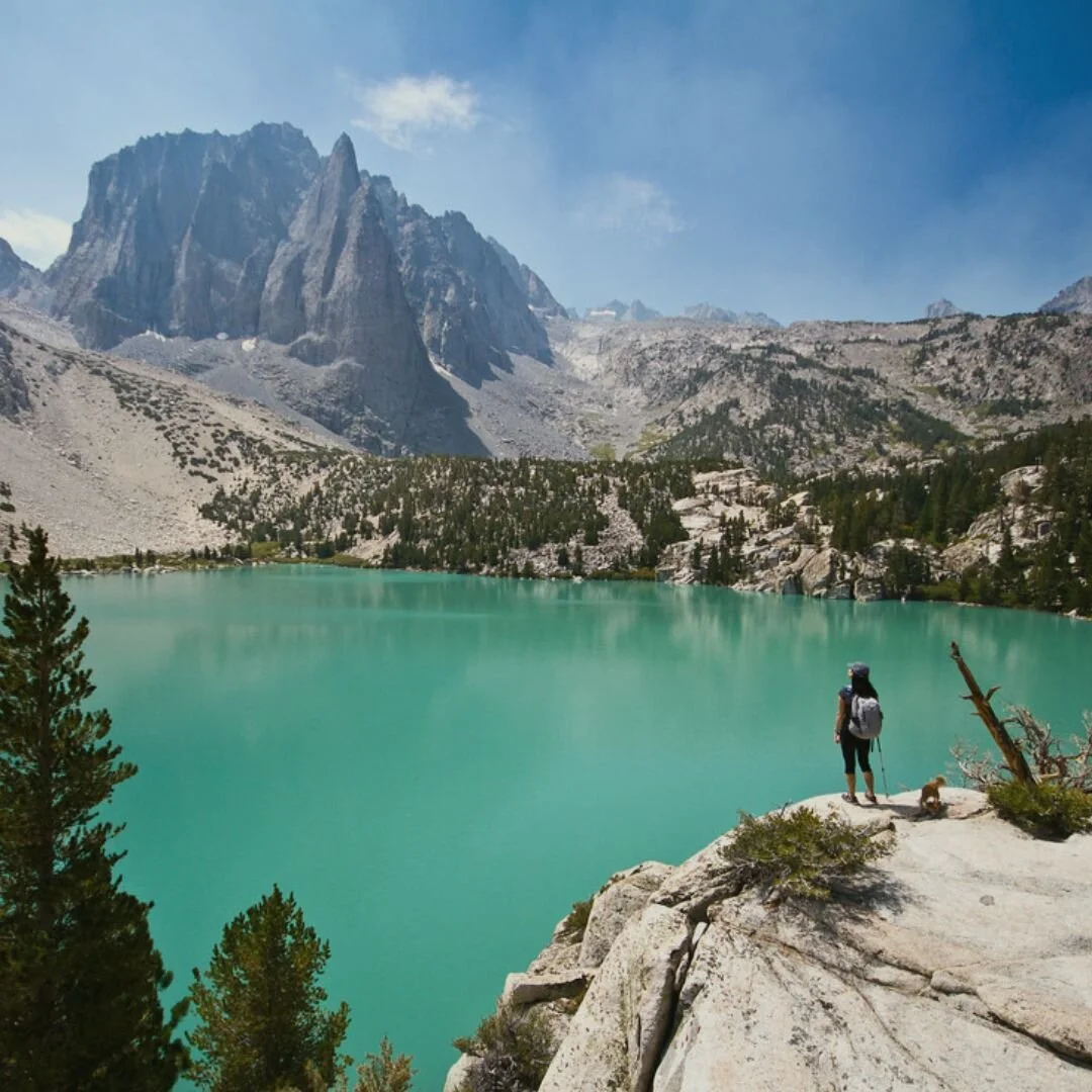 The California Forest Foundation