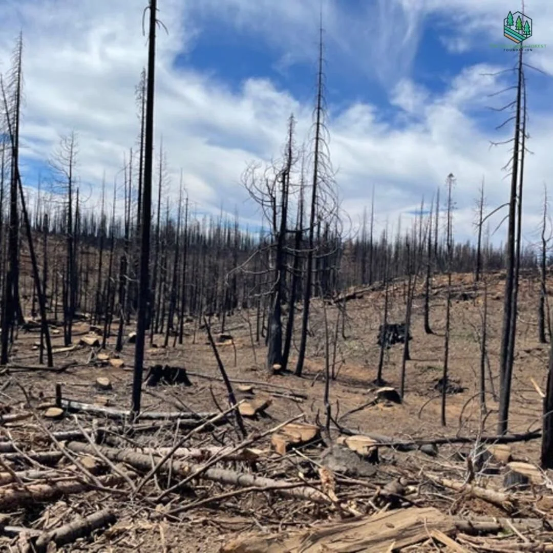 The California Forest Foundation