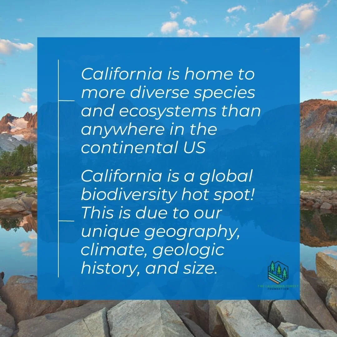 The California Forest Foundation