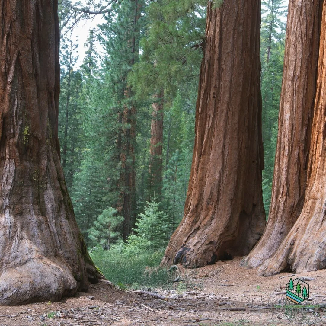 The California Forest Foundation