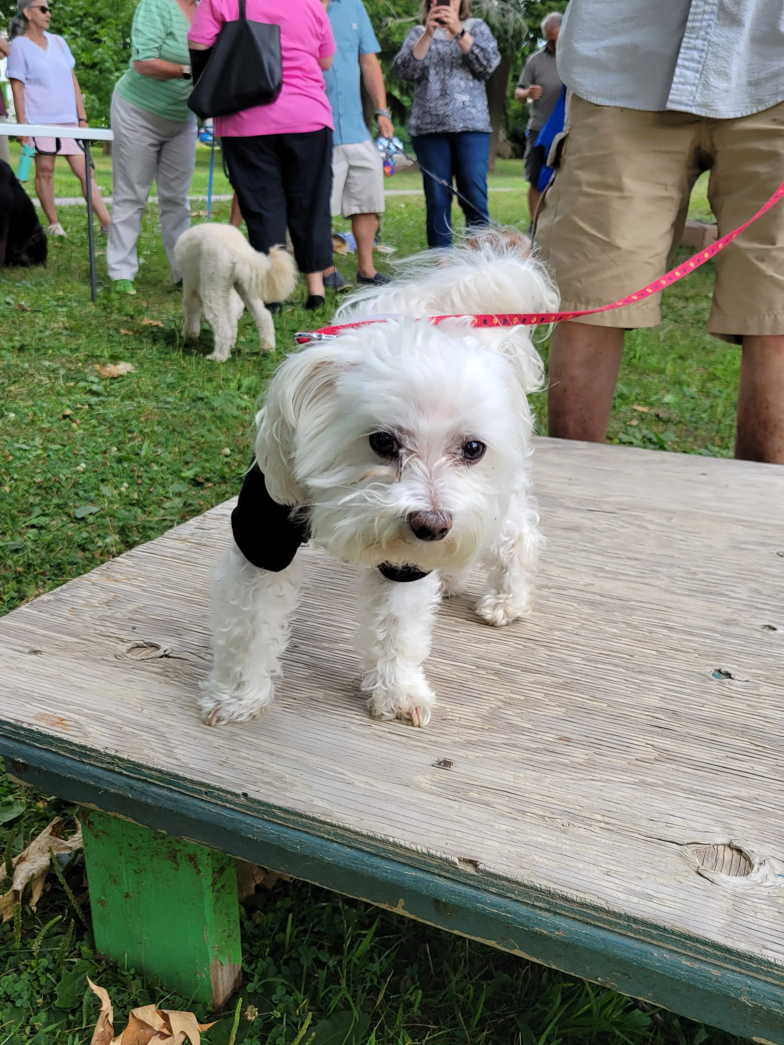 Dog Parade 2024 — Friends of the South End