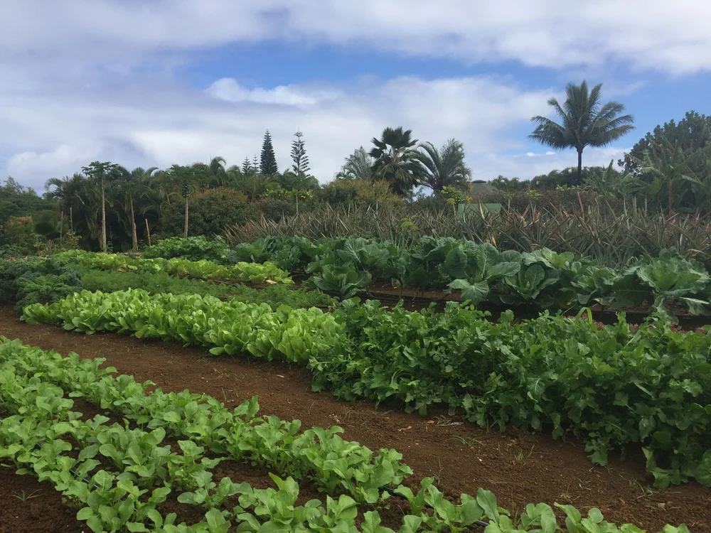 Landing — Aloha Ola Farms
