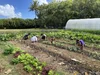 Aloha Ola Farms