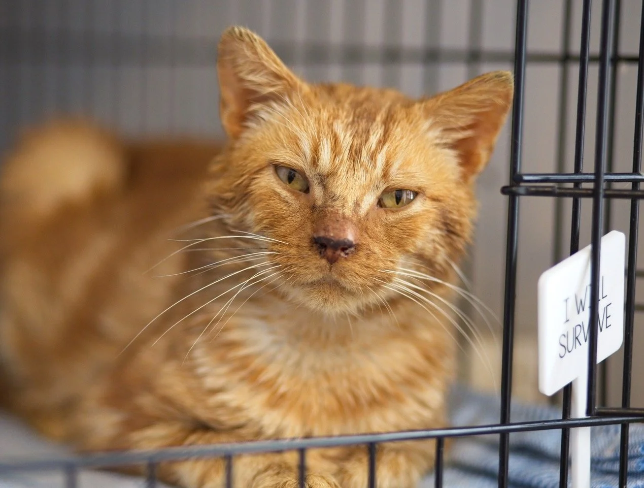 Older Cats — Loyalist Humane Society