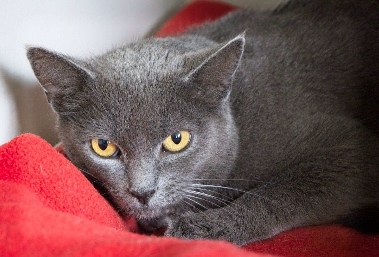 Younger Cats — Loyalist Humane Society