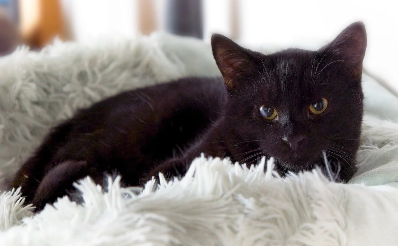 Younger Cats — Loyalist Humane Society