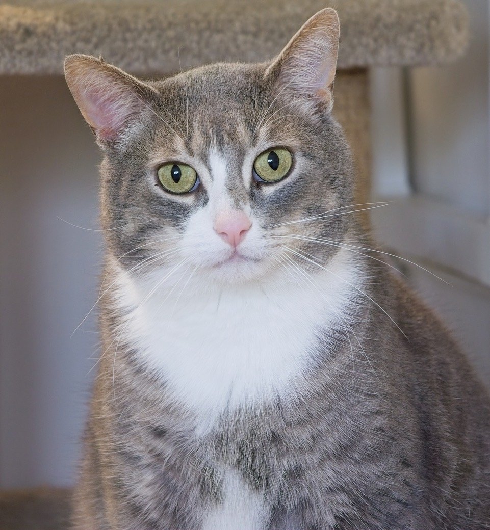 Older Cats — Loyalist Humane Society