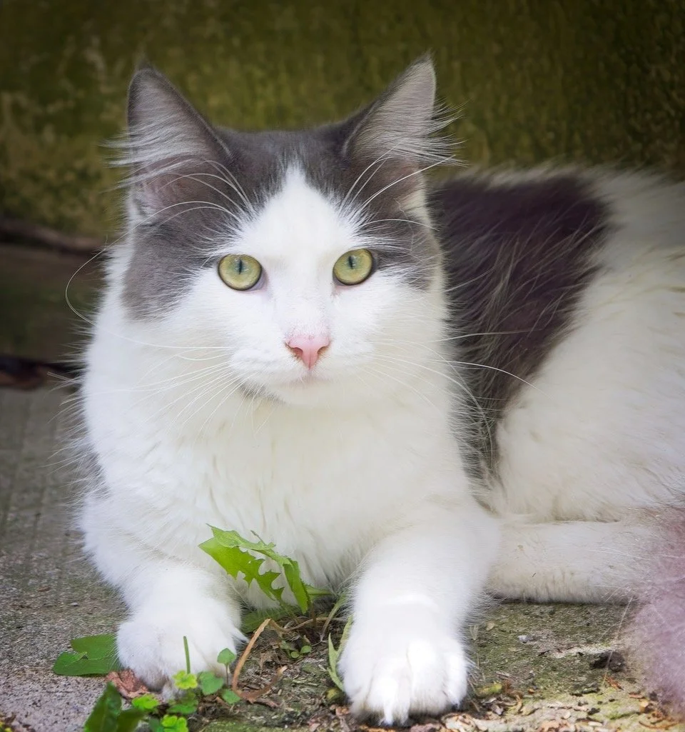 Younger Cats — Loyalist Humane Society