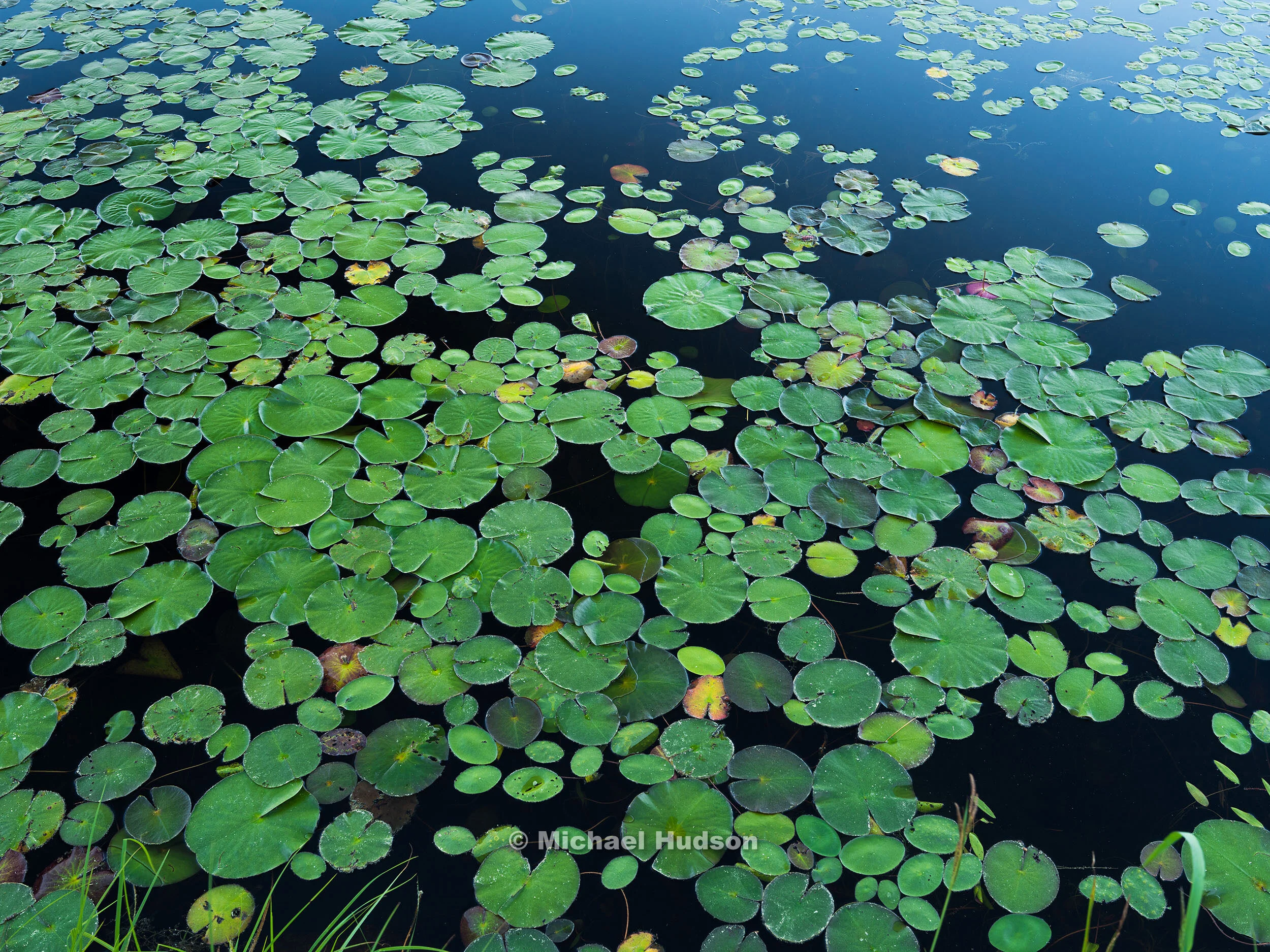 Lily Pad Pond