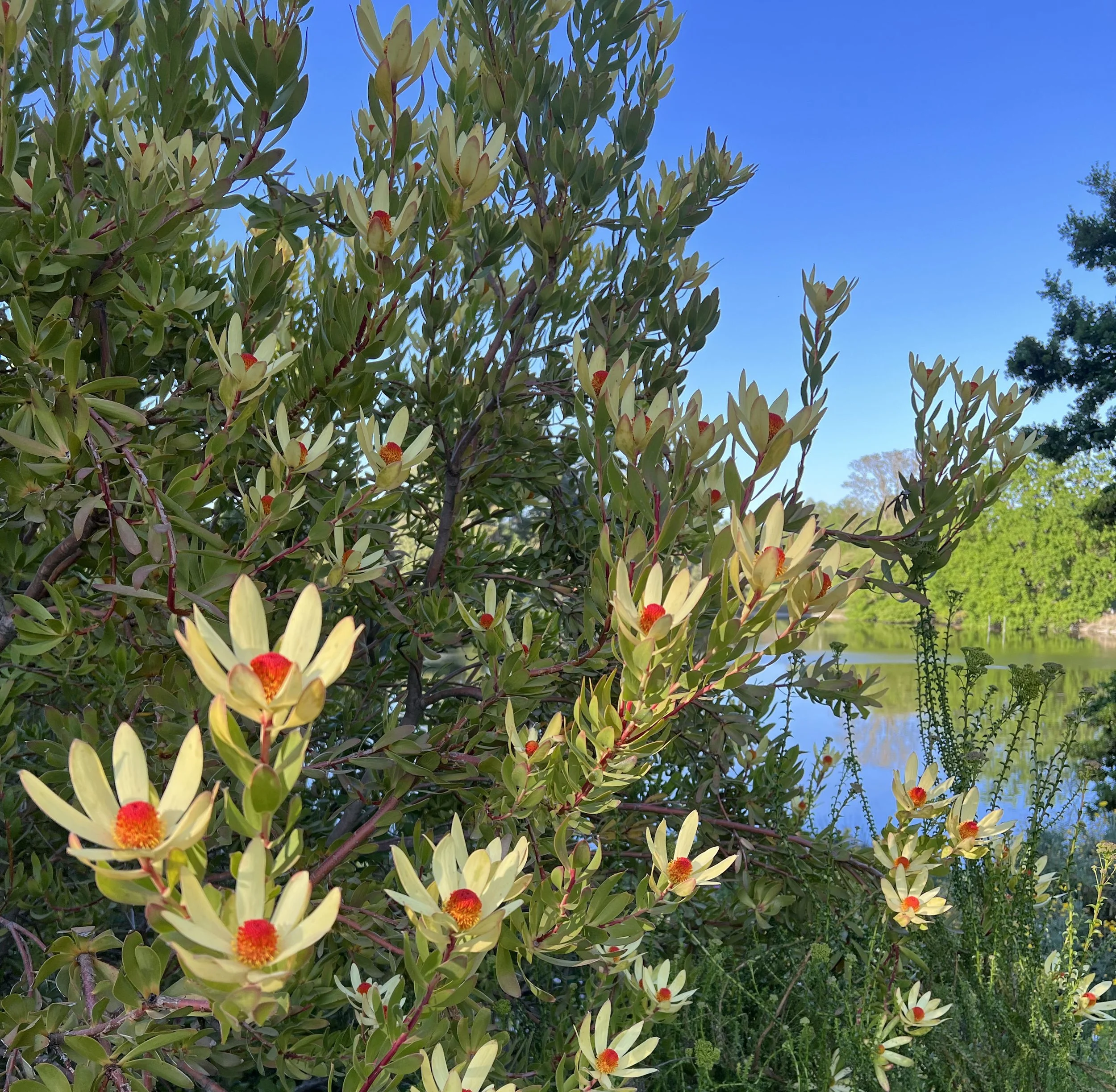 Careers — Indigo | Hammond + Playle Architects, LLP