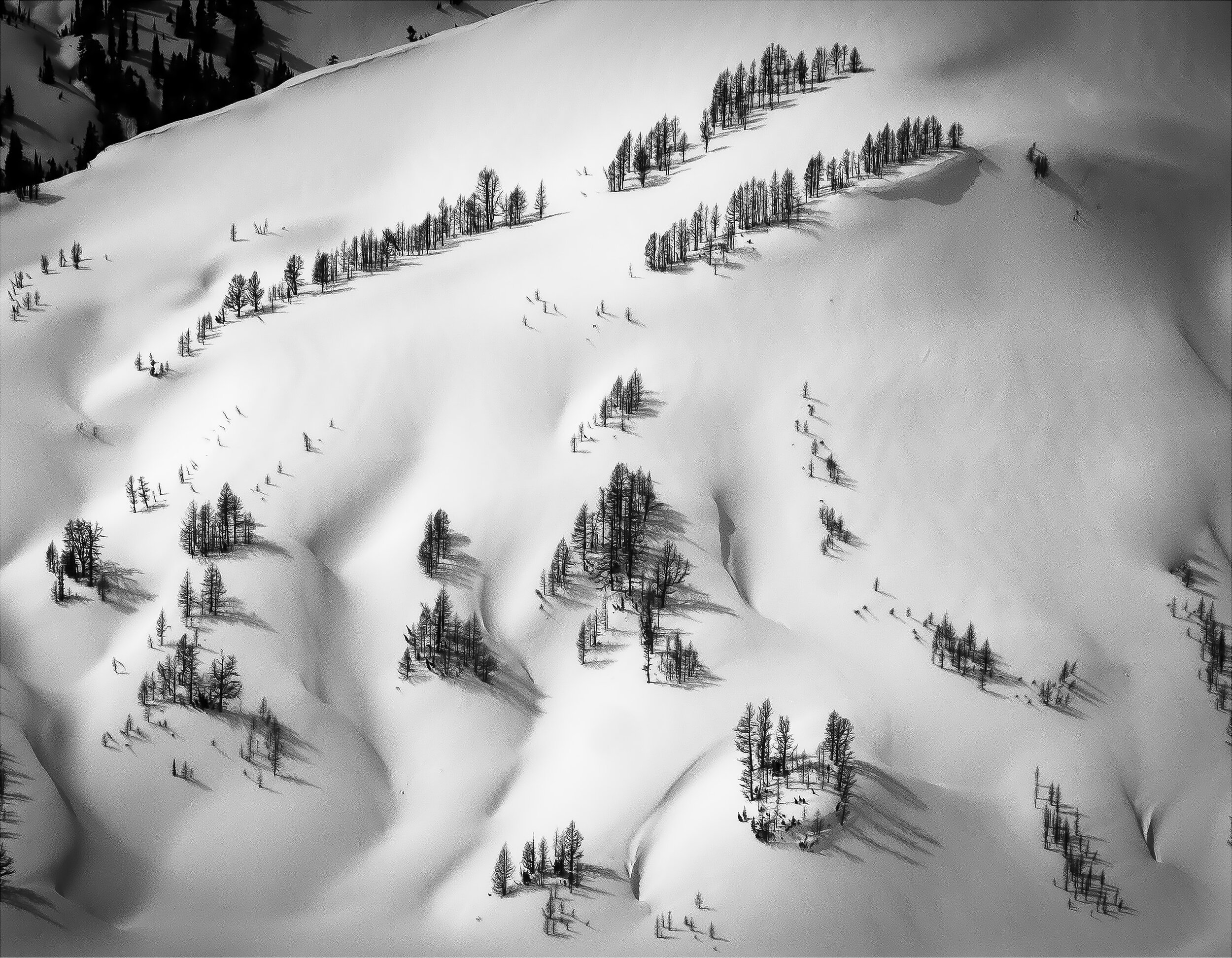 Larch Trees from Buck Mountain — Scott Rinckenberger Photography